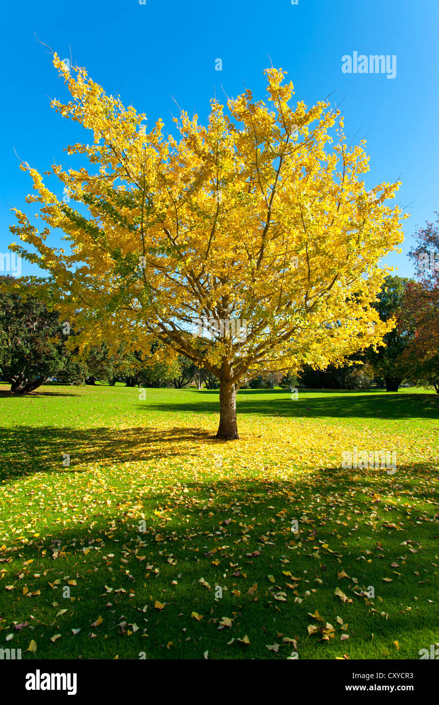 Autumnal tree, Ginkgo tree (Ginkgo biloba), Western Springs Park ...