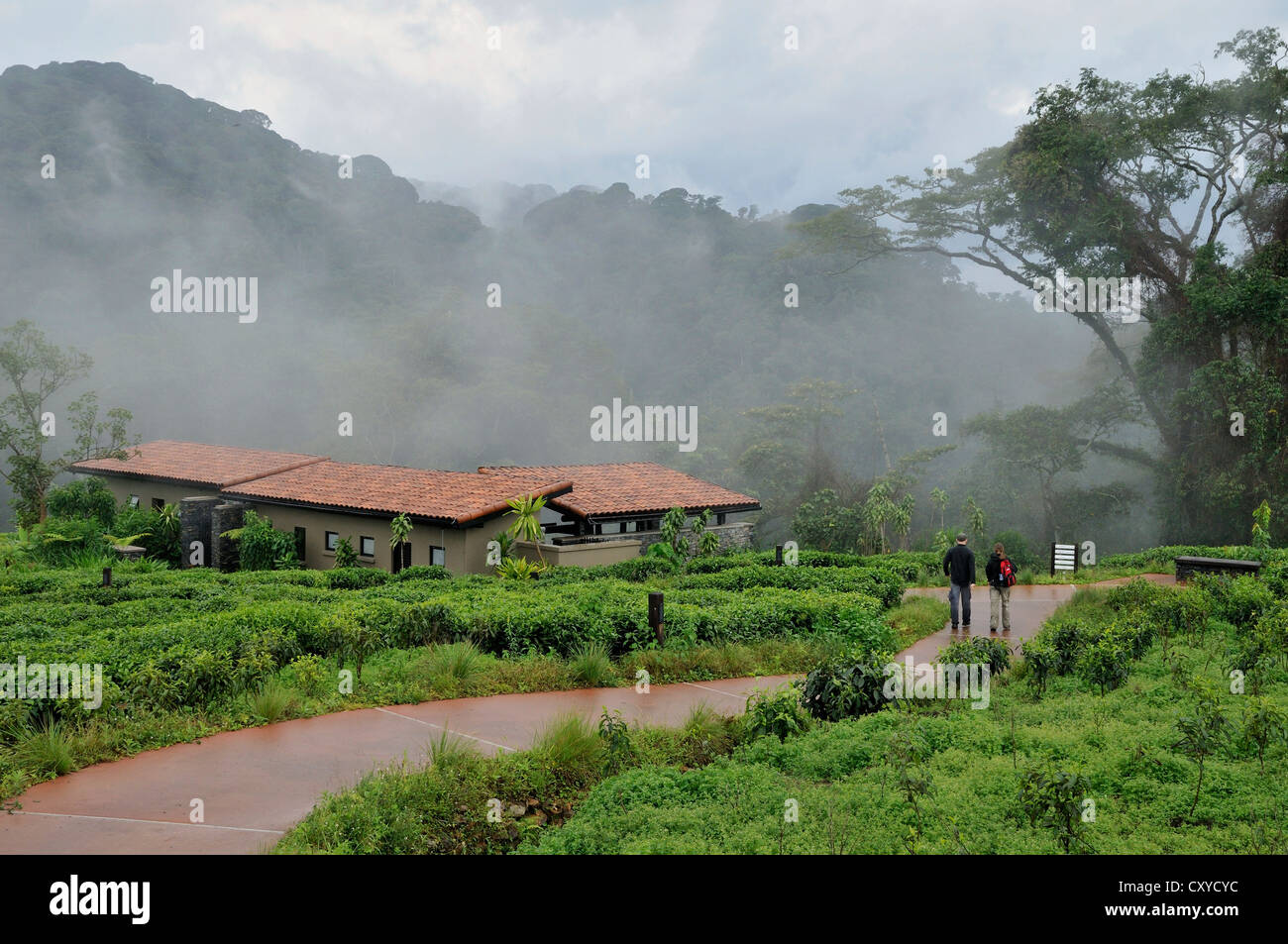 Chalets of the Nyungwe Forest Lodge, Nyungwe National Park, Rwanda ...