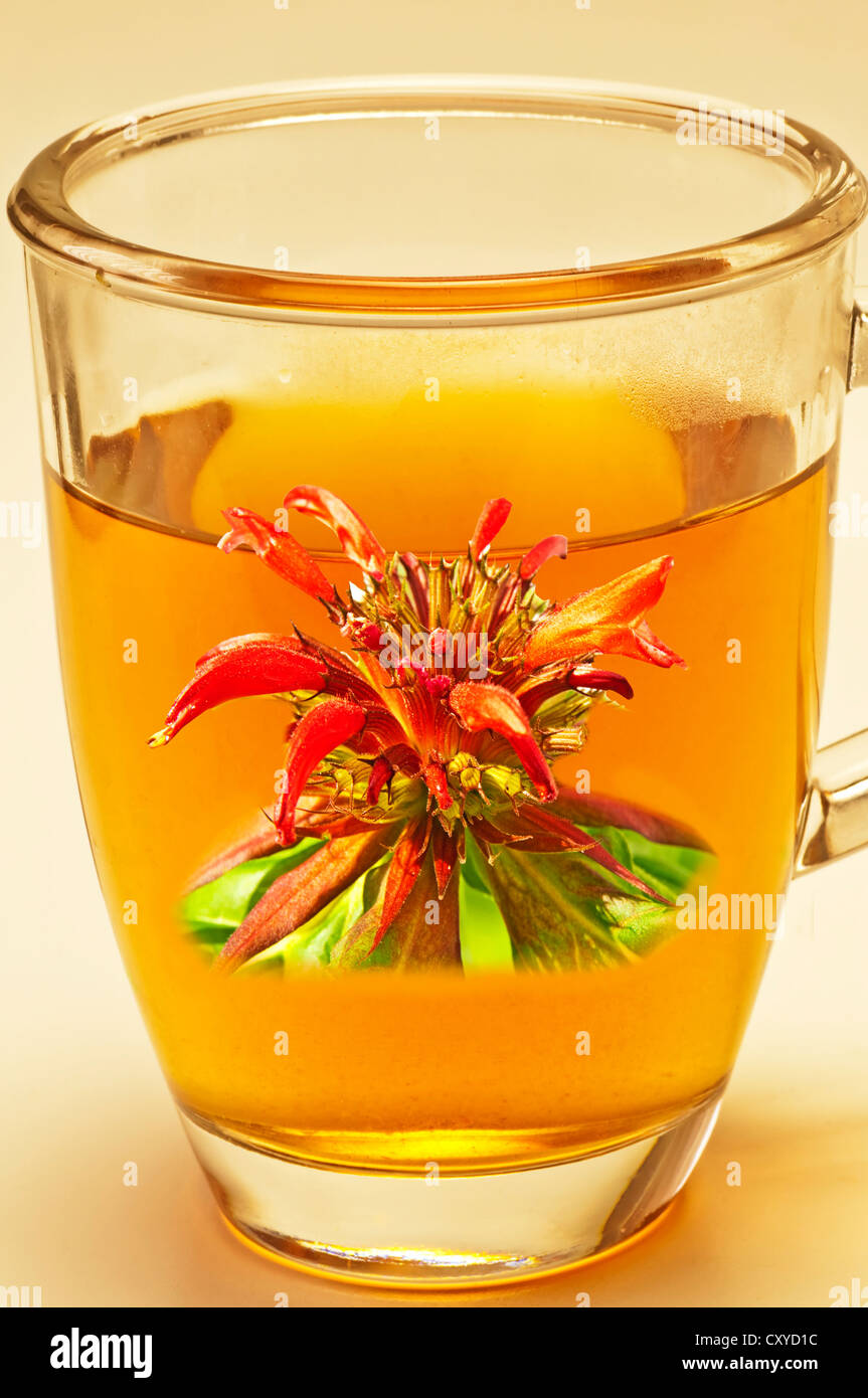 Bee balm tea Stock Photo - Alamy