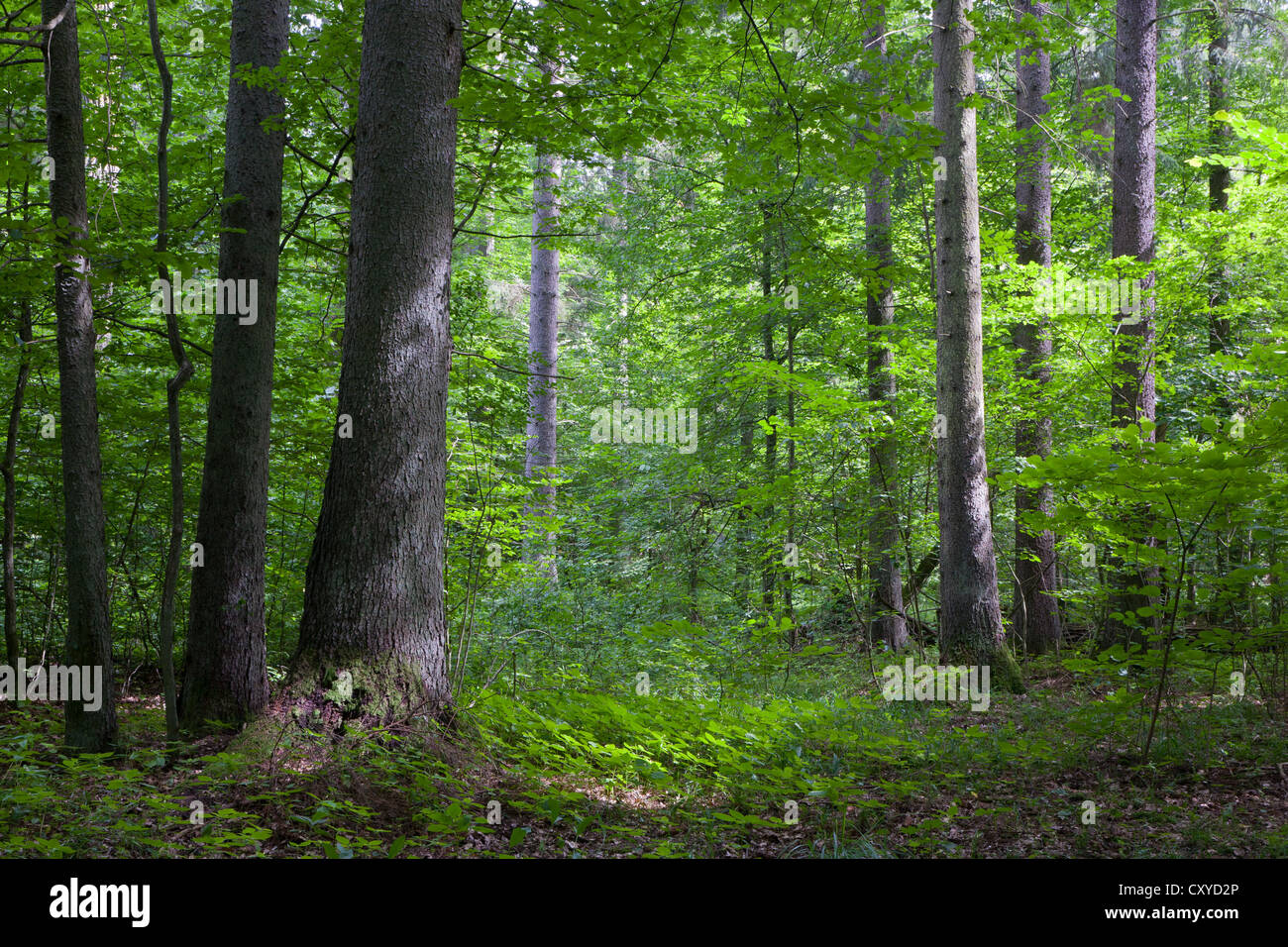 Norwegian Spruce trees in afternoon sunlight against fresh green ...