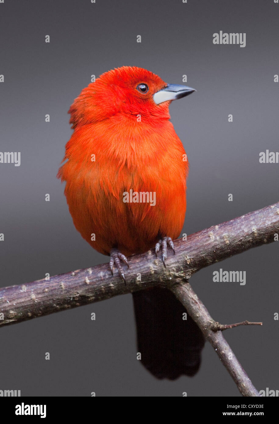 Male brazilian tanager hi-res stock photography and images - Alamy