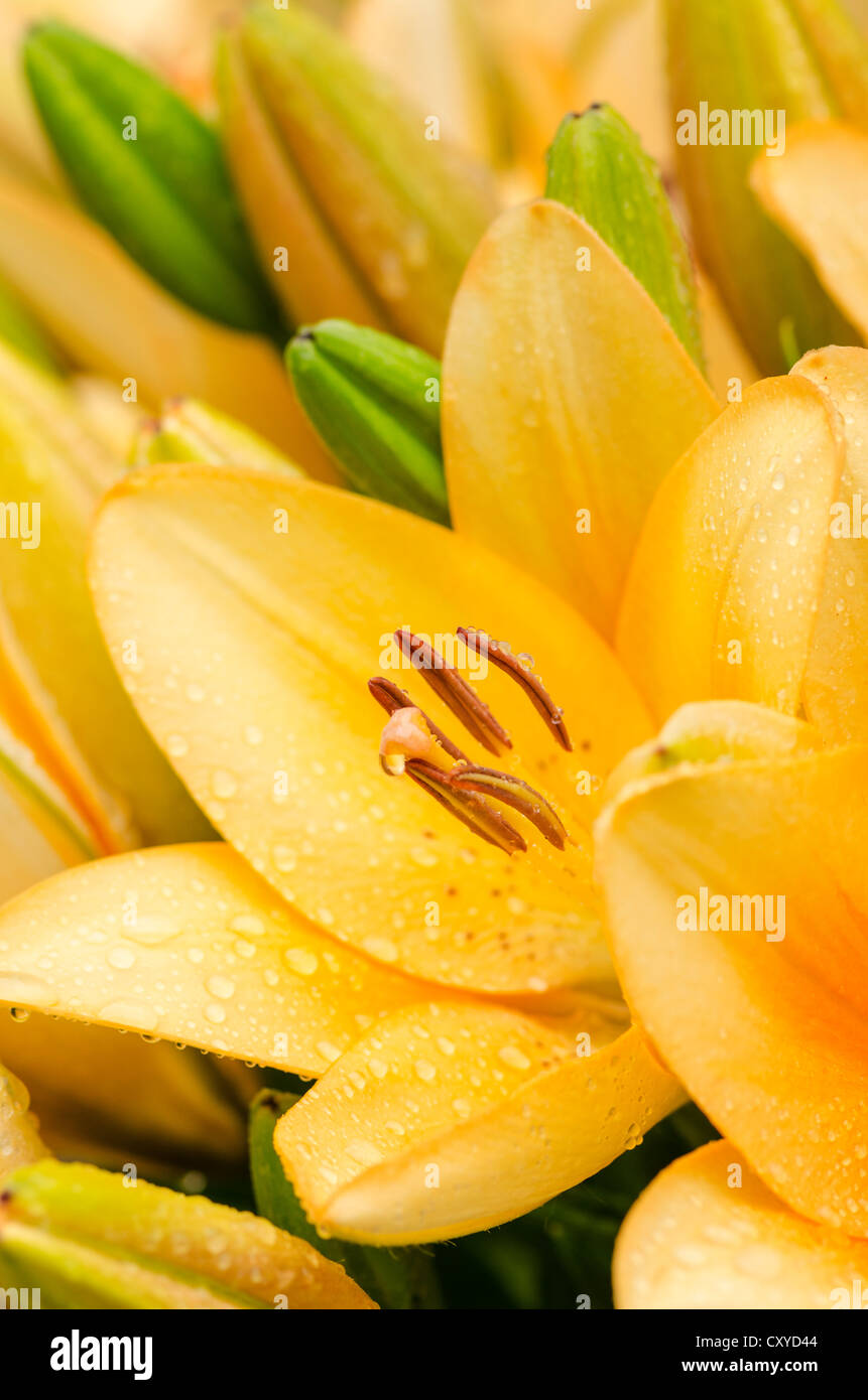 Types of yellow lilies hi-res stock photography and images - Alamy