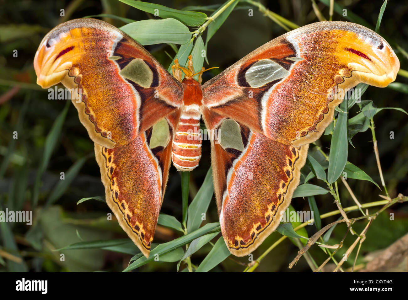 Atlas moth ((Attacus Atlas Stock Photo - Alamy