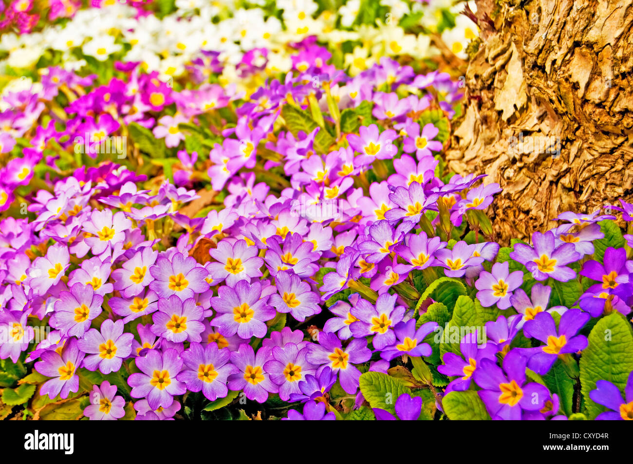 primroses in a garden Stock Photo - Alamy