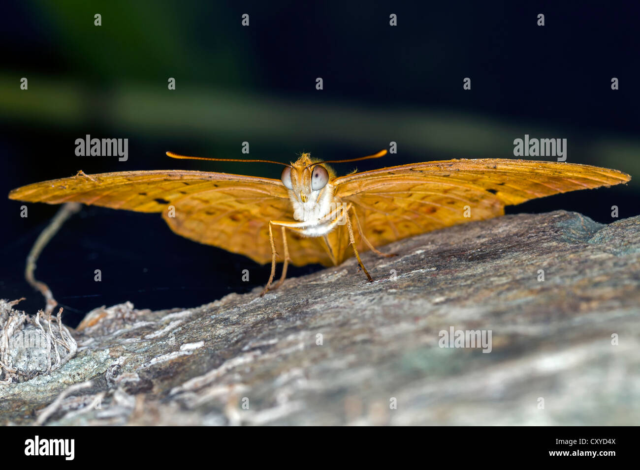 orange butterfly big eyes Stock Photo - Alamy