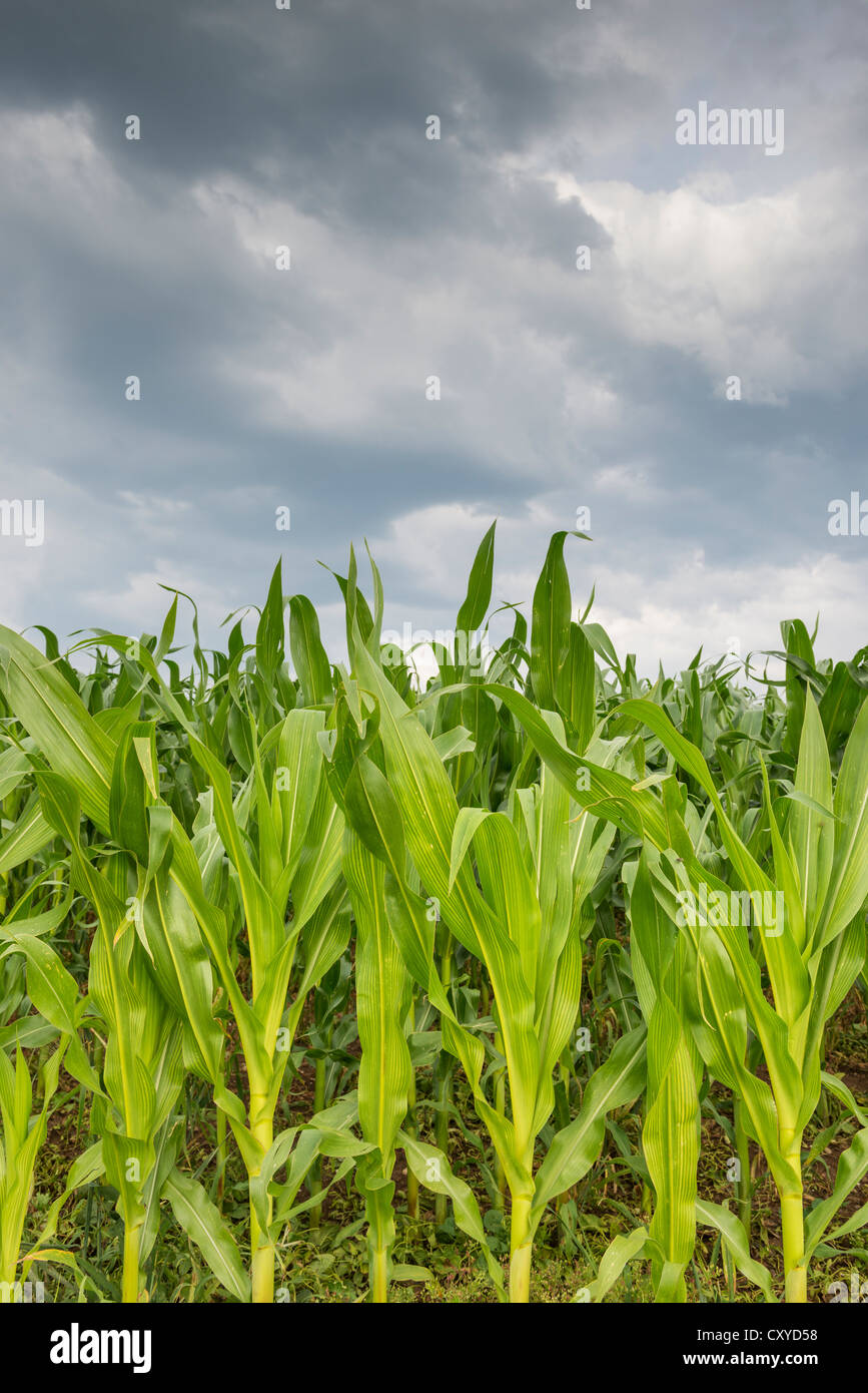 Indian Corn Field High Resolution Stock Photography and Images - Alamy