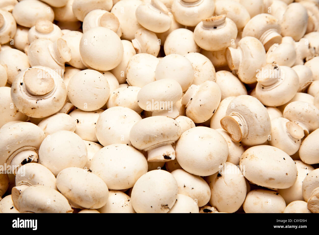 Button mushrooms hi-res stock photography and images - Alamy