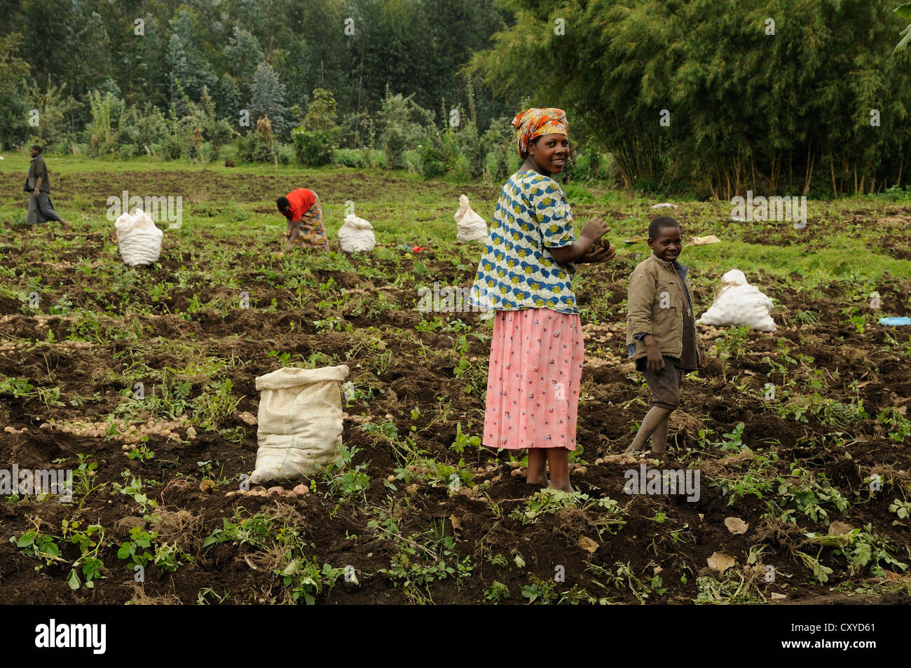 Female farmers during field work at the foot of the Gahinga volcano at ...