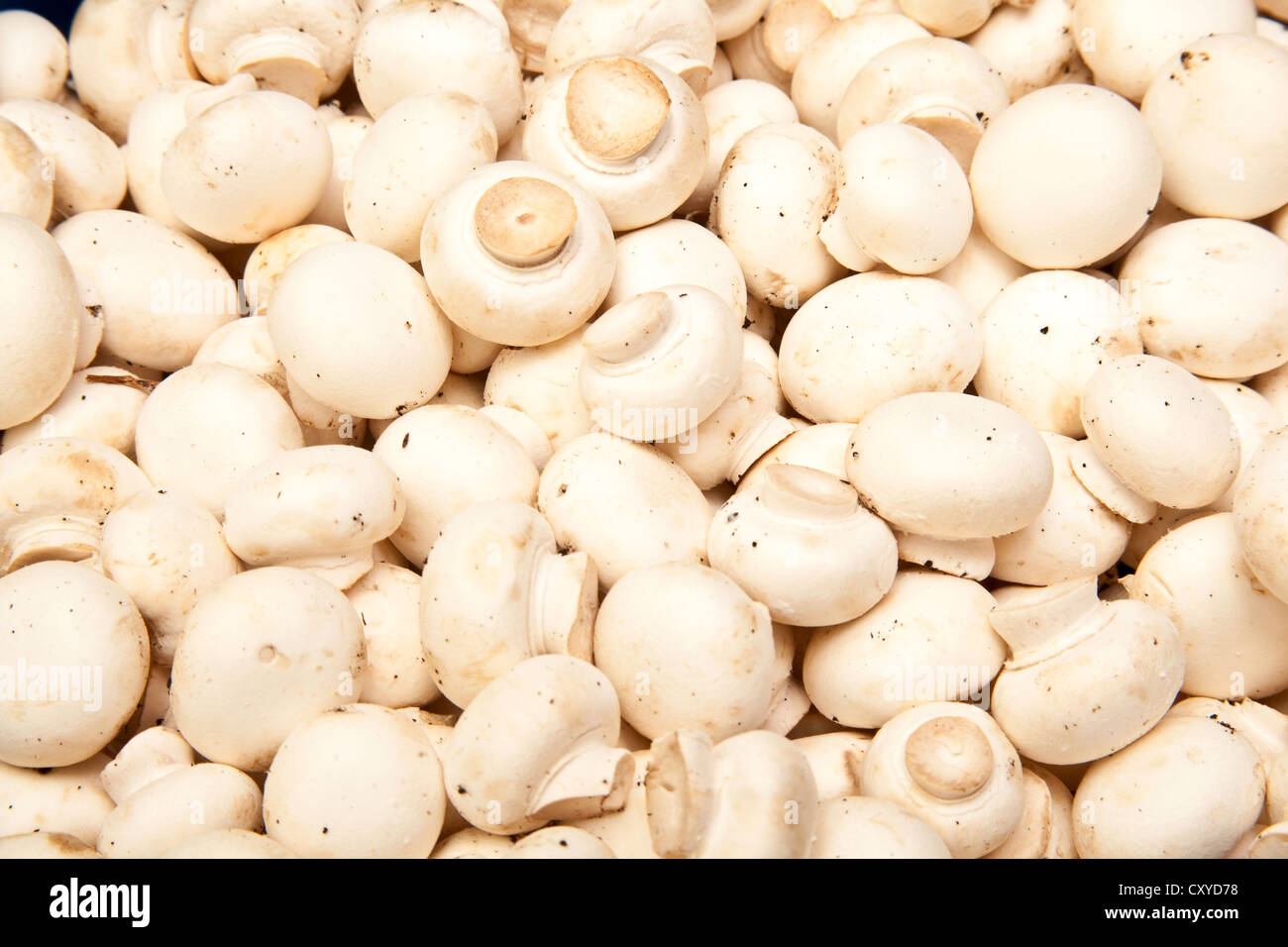 Button mushrooms hi-res stock photography and images - Alamy