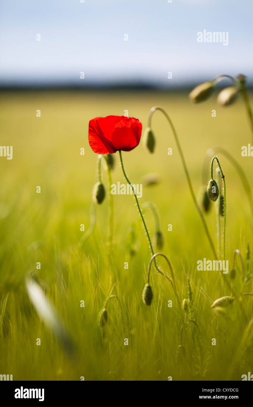 Single flower in a cornfield hi-res stock photography and images - Alamy