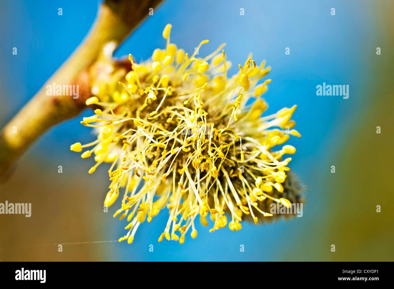 Willow spring sign hi-res stock photography and images - Alamy