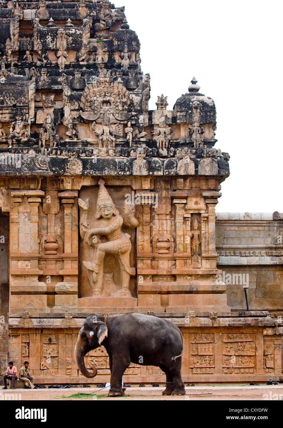 Elephant in front of temple India Stock Photo - Alamy