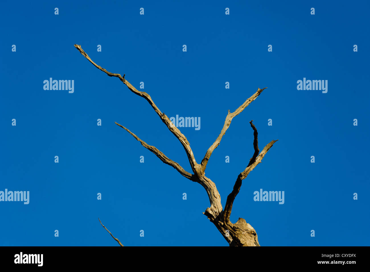Natural looking wooden branch hi-res stock photography and images - Alamy