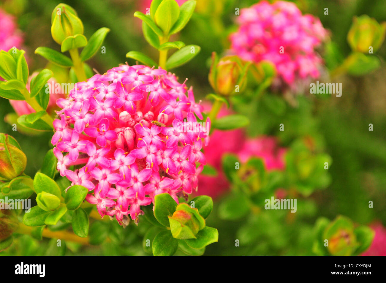 Pink Flowers at Caversham wildlife park Stock Photo - Alamy