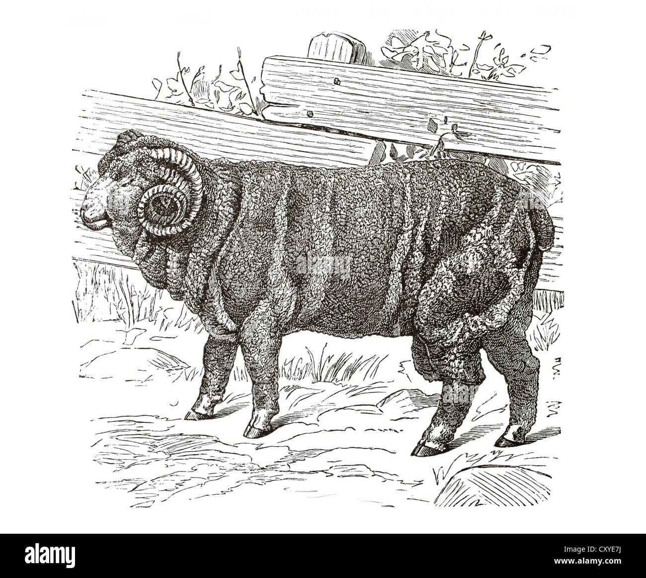 Sheep illustration engraving Cut Out Stock Images & Pictures - Alamy