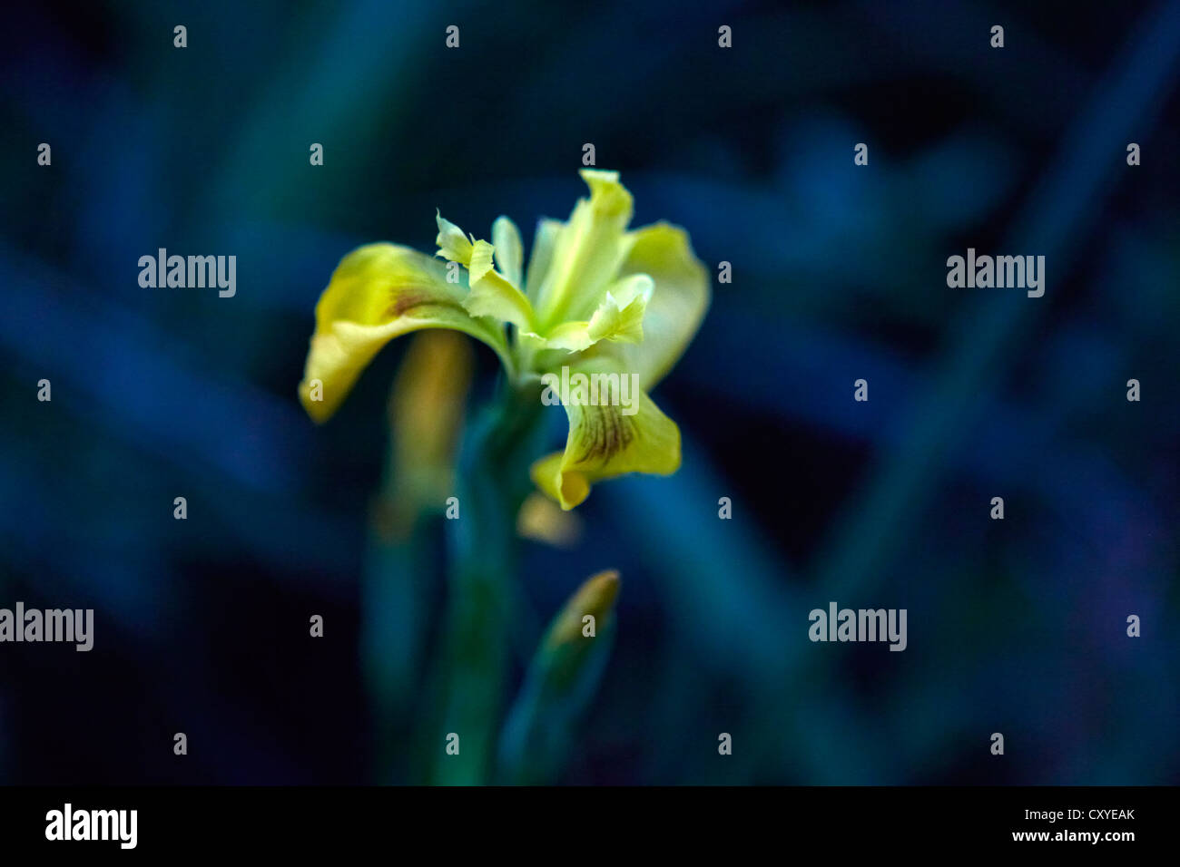 Flag Iris Stock Photos & Flag Iris Stock Images - Alamy