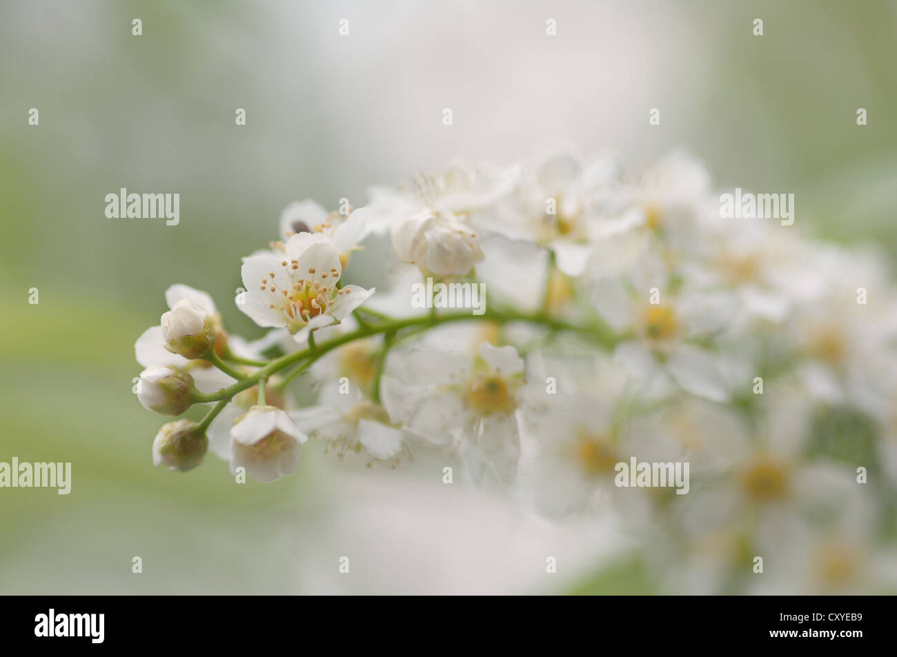 White flowers in the mist Stock Photo - Alamy