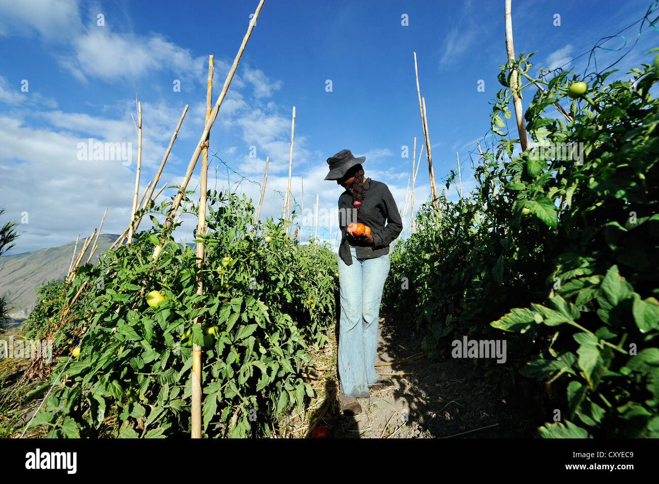 Irrigation Tomato Field High Resolution Stock Photography and Images ...