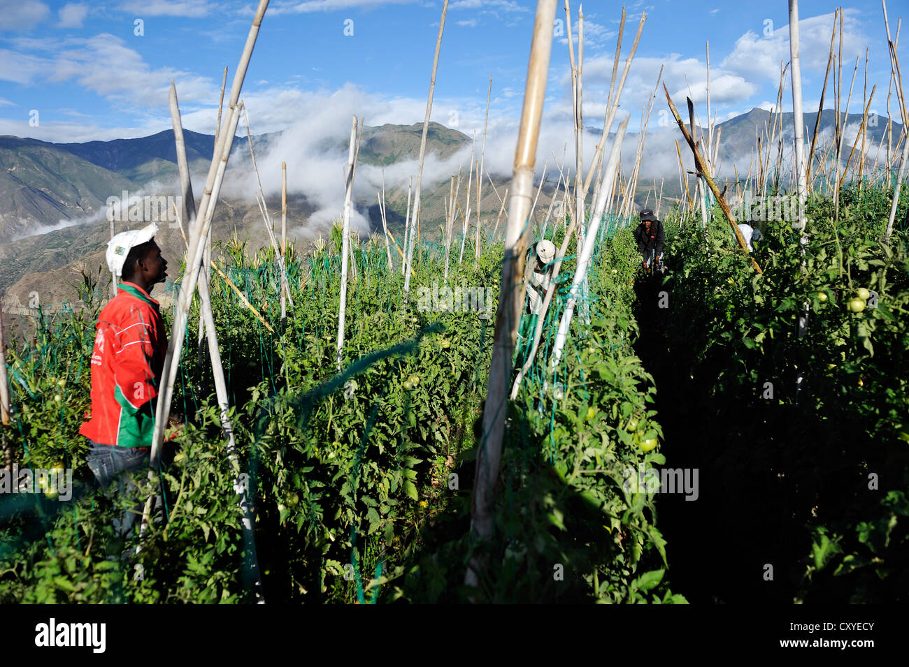 South African Indigenous Plants High Resolution Stock Photography and ...