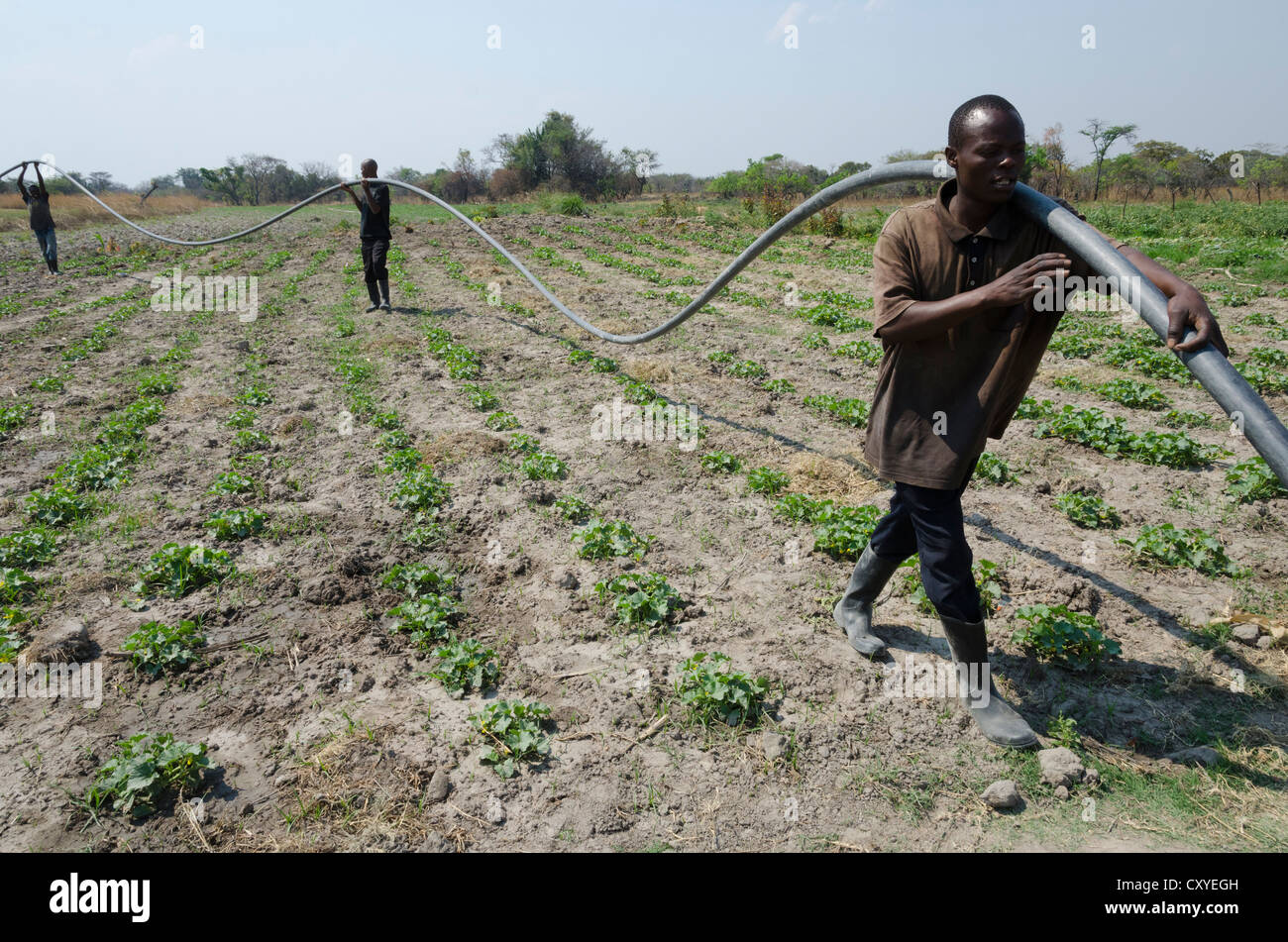 Farmer with 2 inch pipe irrigating his vegetable garden. Kabwe. Zambia ...