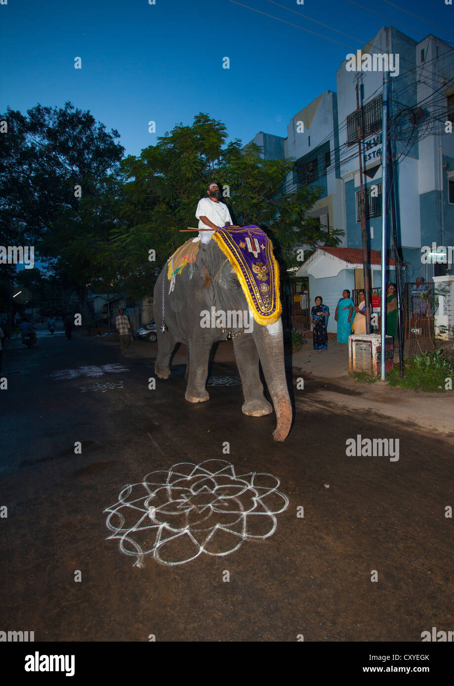 Priest Riding A Decorated Elephant In A Street With Kolam Painted On ...