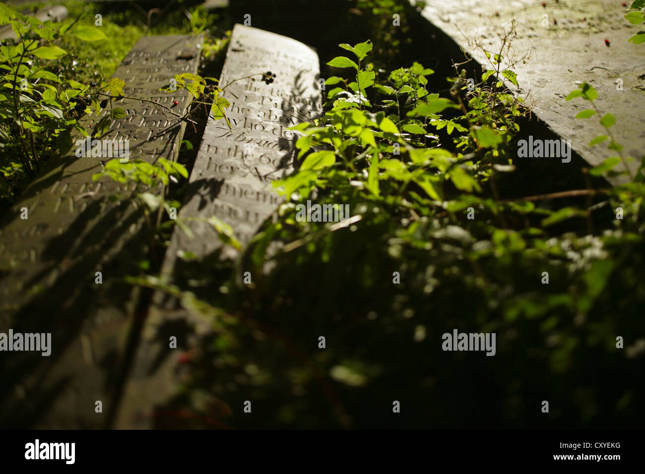 Cracked, overgrown gravestone in St. Mary's churchyard, Beddgelert ...