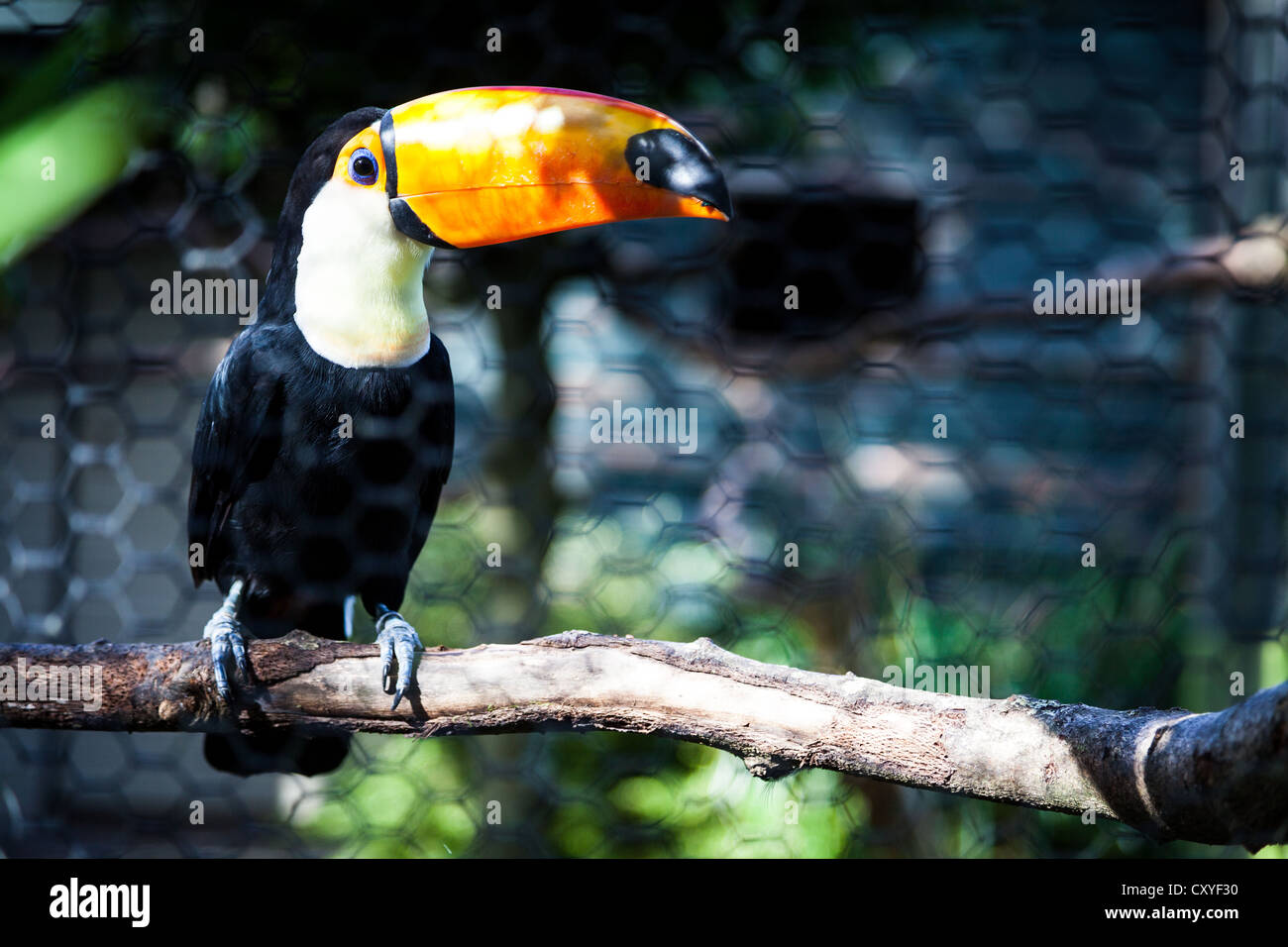 Toucan at the Zoo Stock Photo - Alamy