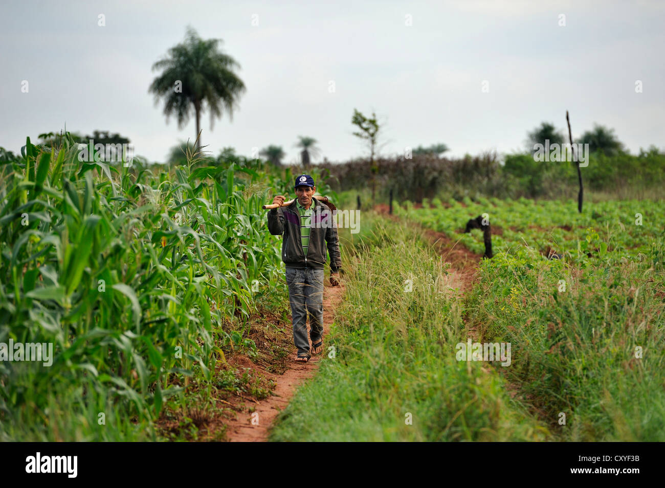 Smallholder with a hoe on his way to working on the field, Comunidad ...