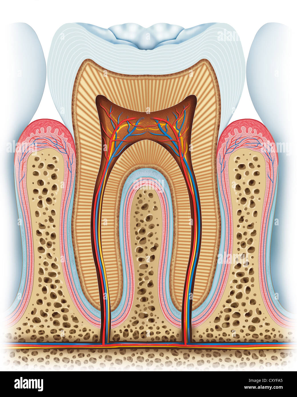 Schematic description hi-res stock photography and images - Alamy