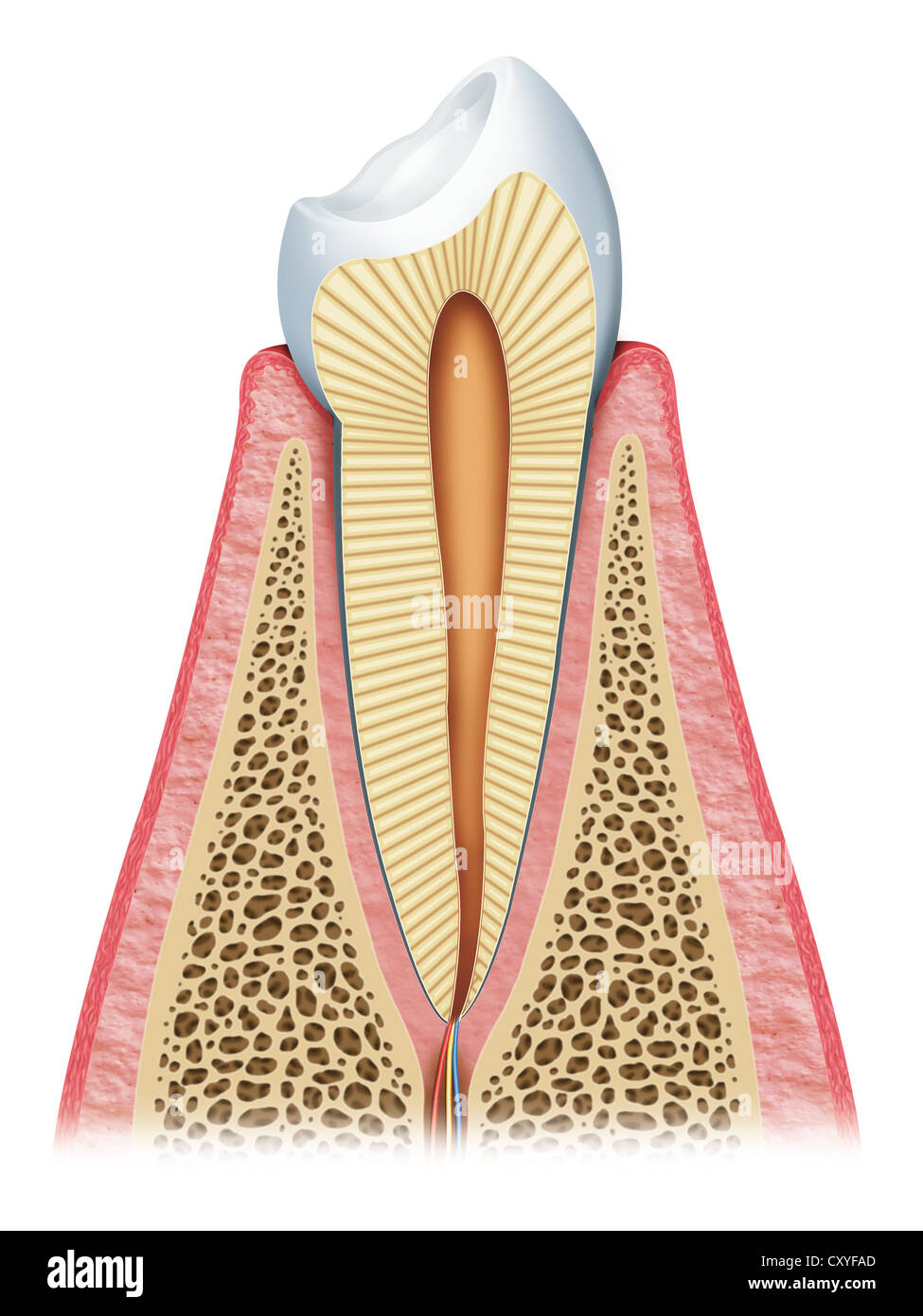 Schematic description of the interior of a tooth Stock Photo - Alamy