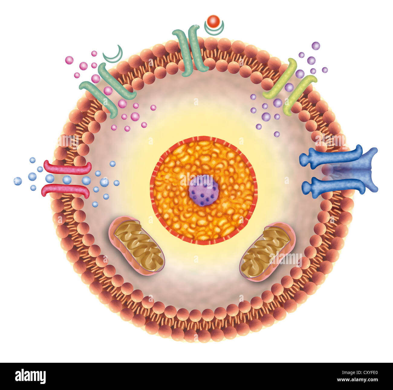 Human cell receptors Stock Photo - Alamy
