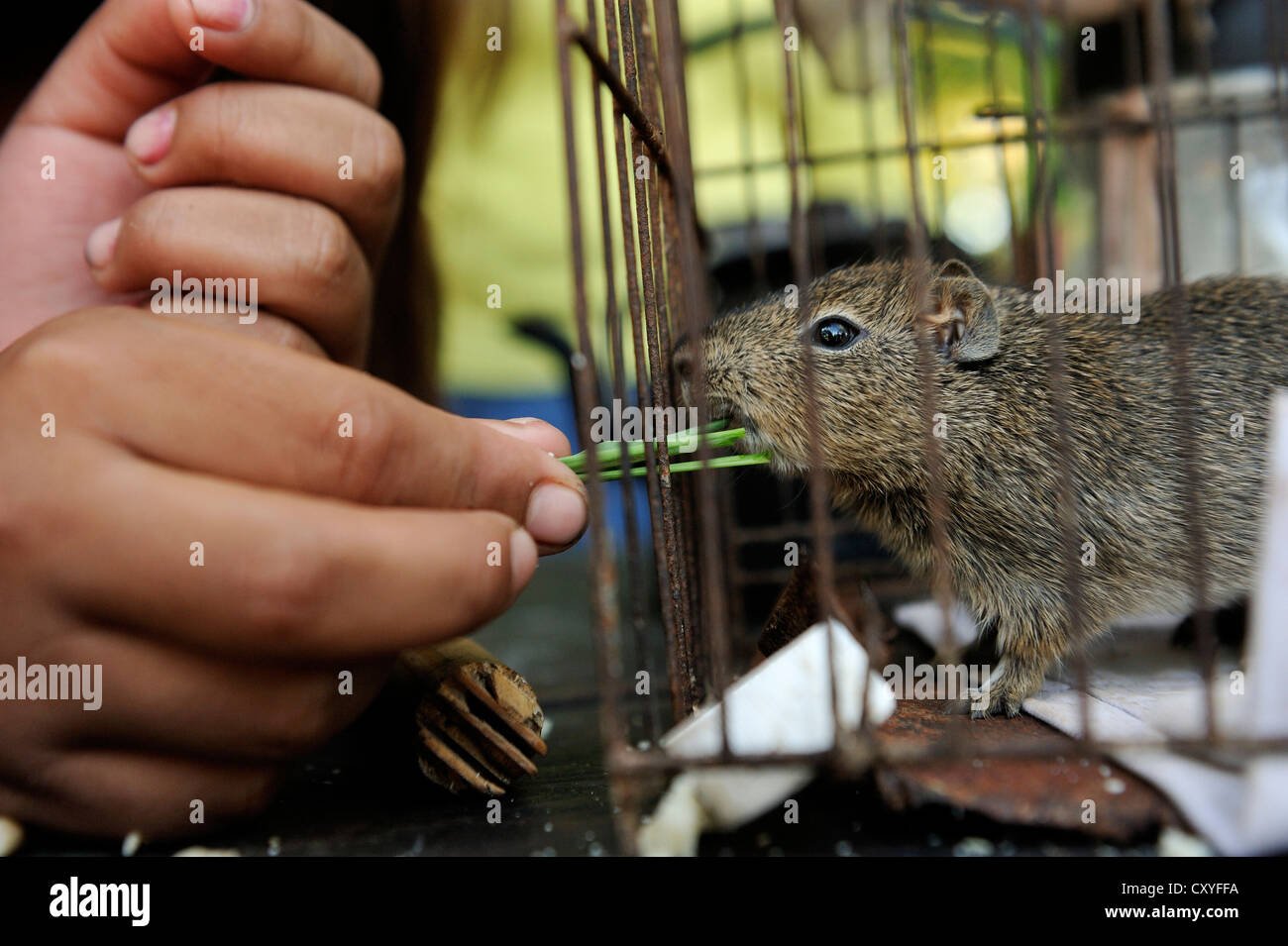 Hand of a girl feeding a cotton rat (Sigmodon sp.) in a cage, village ...