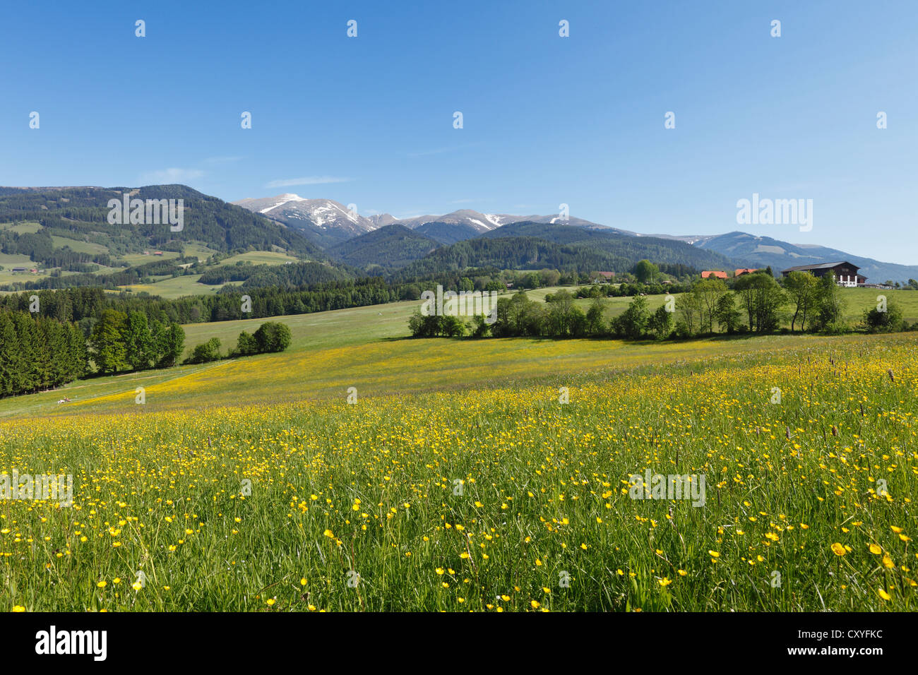 Flower meadow near Seckau, Seckauer Alps, Upper Styria, Styria, Austria ...