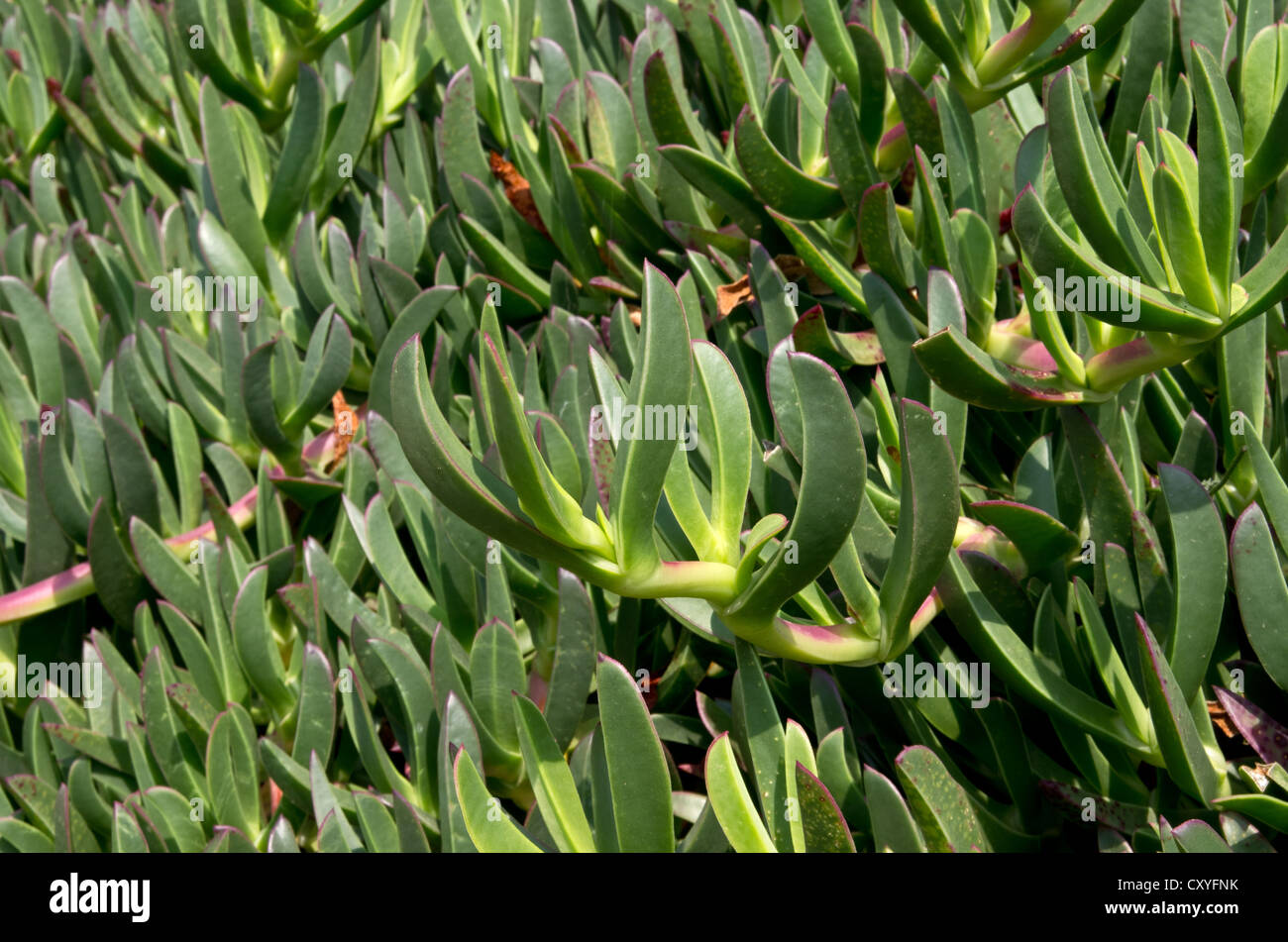 Carpobrotus edulis hi-res stock photography and images - Alamy