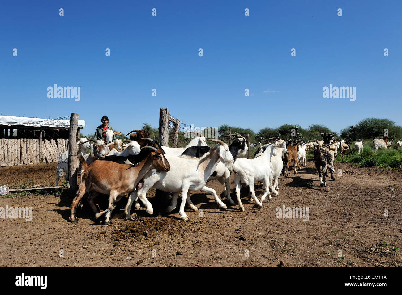 Cattle running argentina hi-res stock photography and images - Alamy