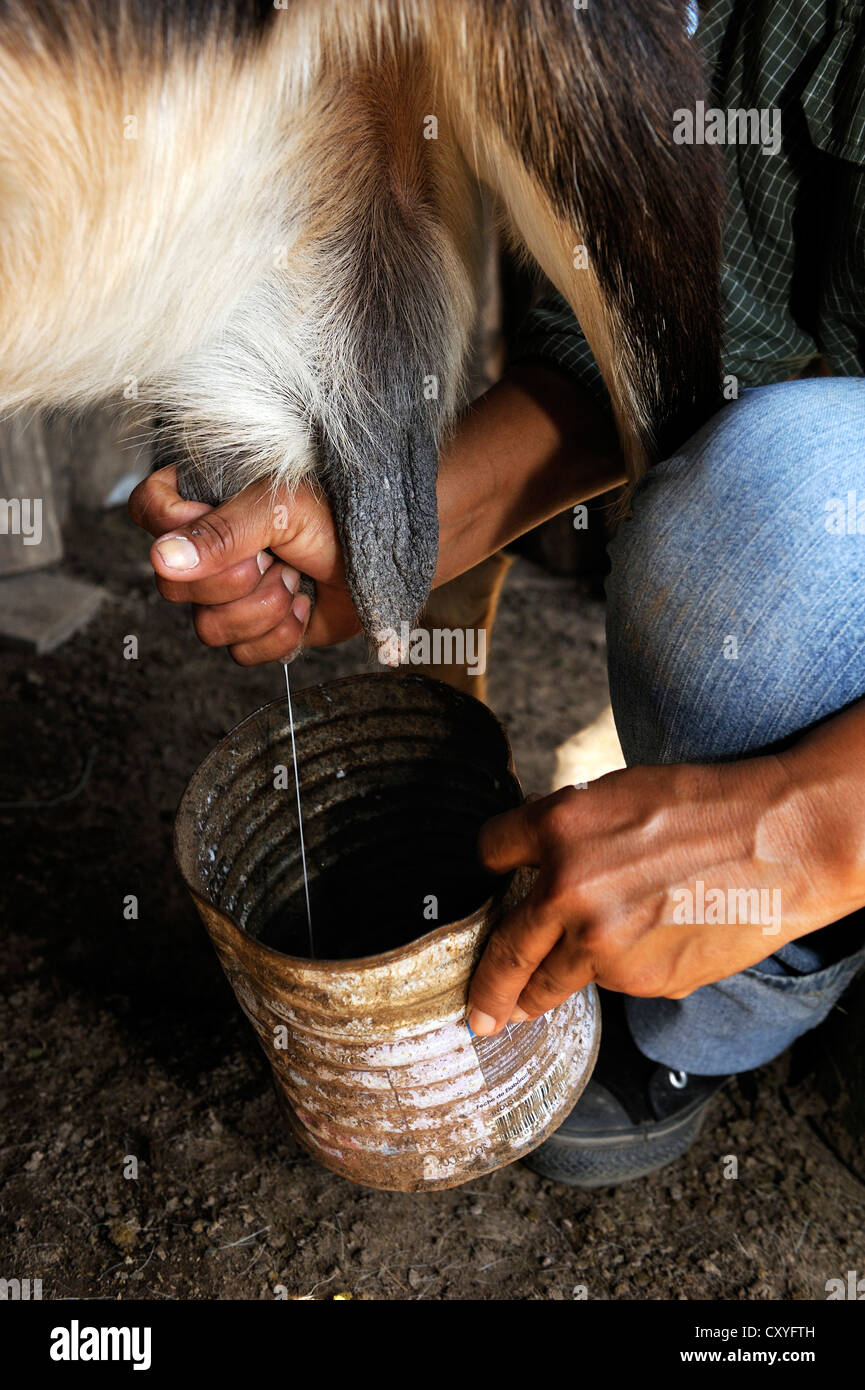 Smallholder milking goats, Gran Chaco, Santiago del Estero Province ...