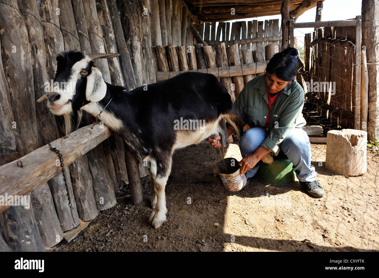 Smallholder milking goats, Gran Chaco, Santiago del Estero Province ...