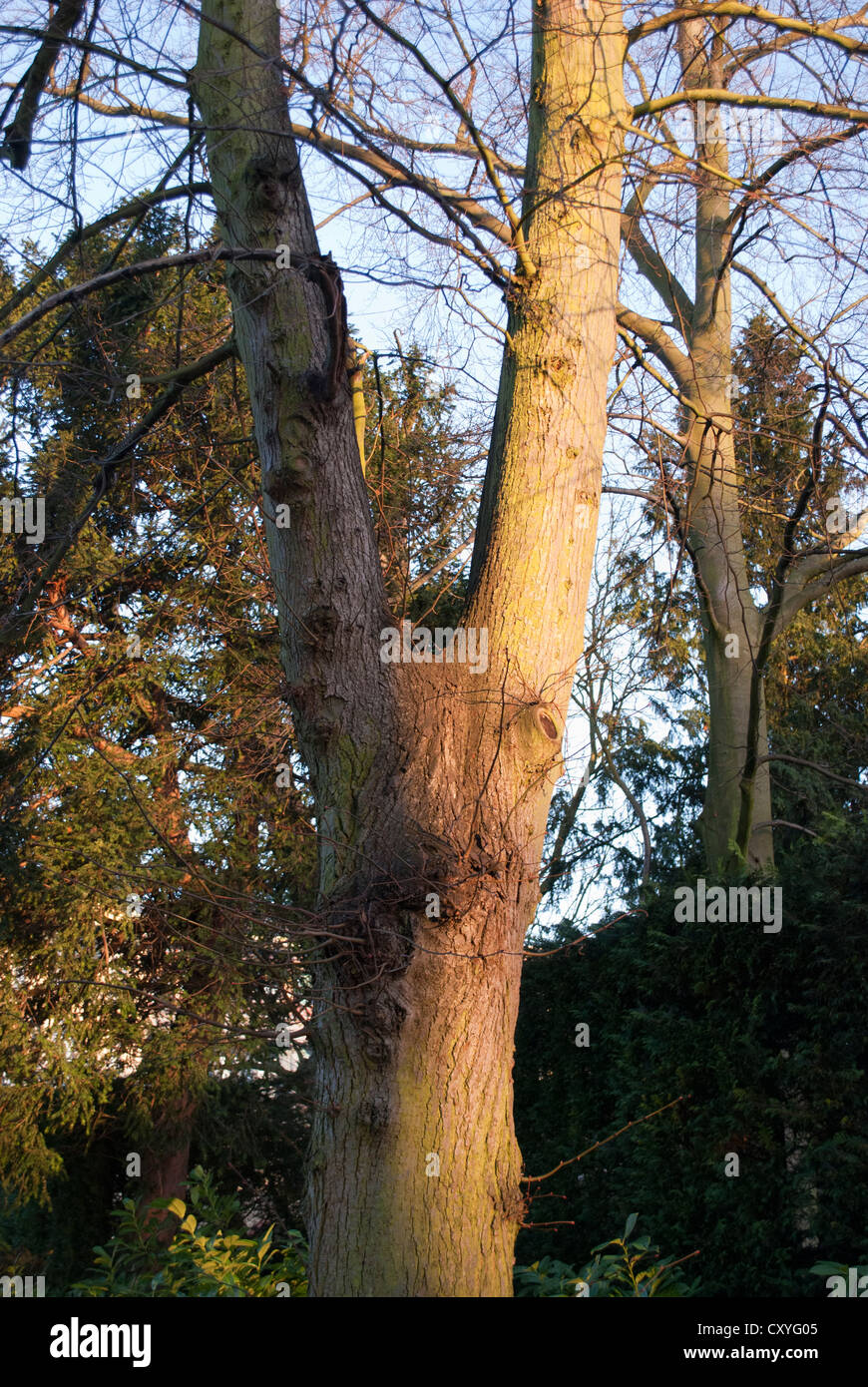 Trunk of a tree that divides into two equal branches forming a Y shape ...