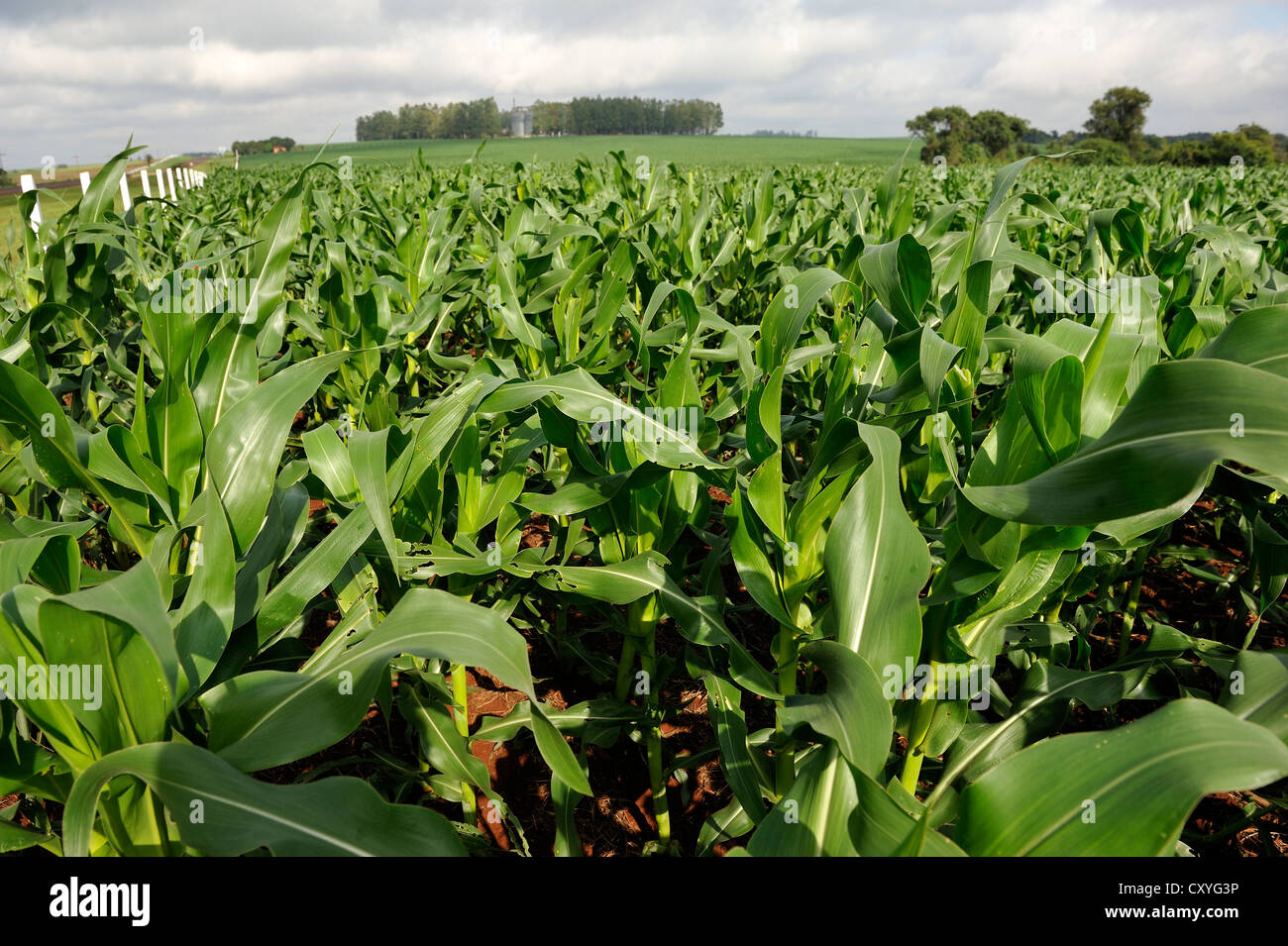 Alto paraguay hi-res stock photography and images - Alamy