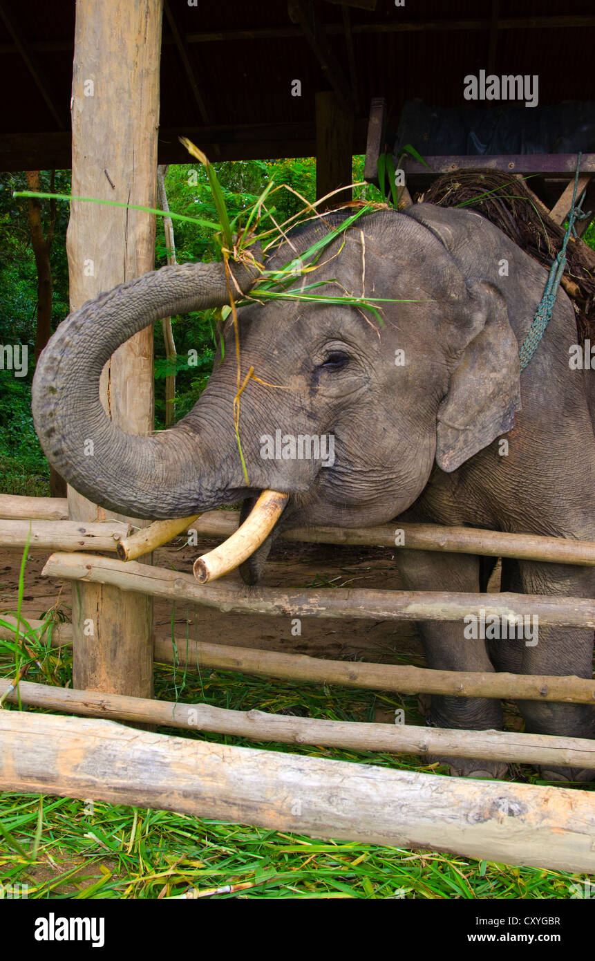 Elephant forehead hi-res stock photography and images - Alamy