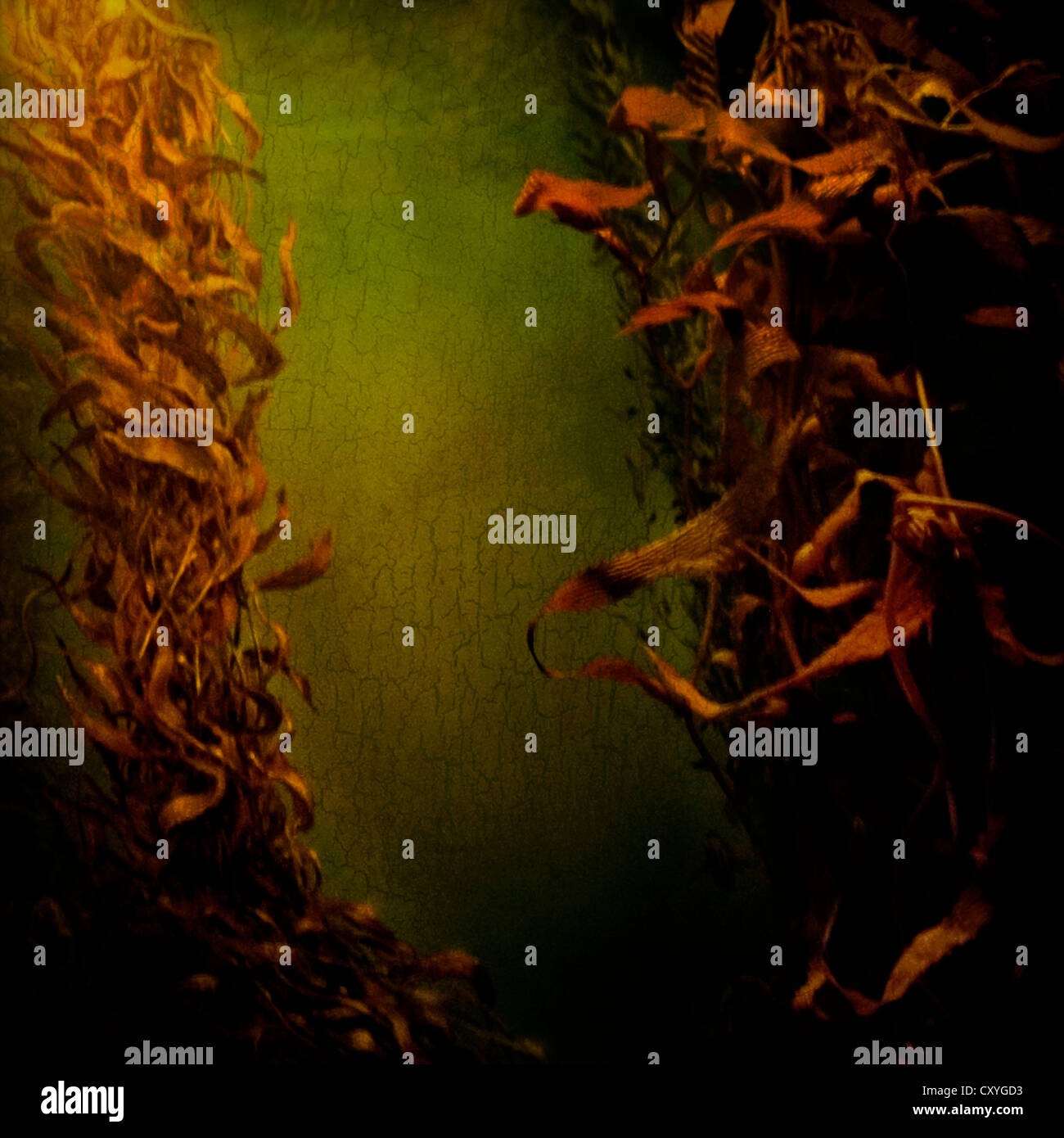 Kelp seaweed flowing in water Stock Photo - Alamy