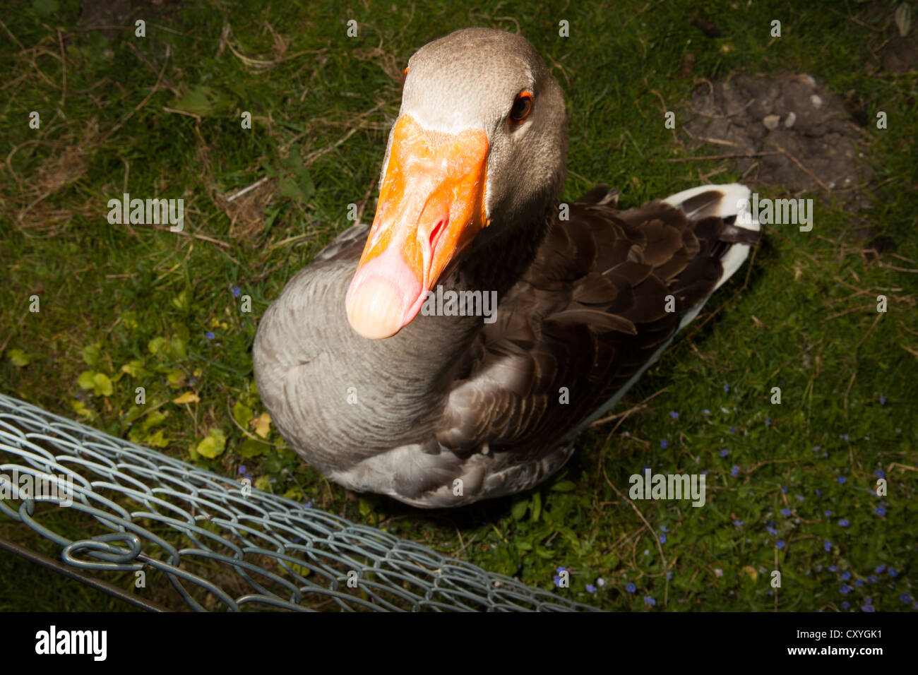 Wire duck hi-res stock photography and images - Alamy
