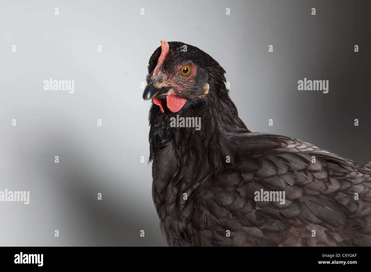 Bantam female hi-res stock photography and images - Alamy
