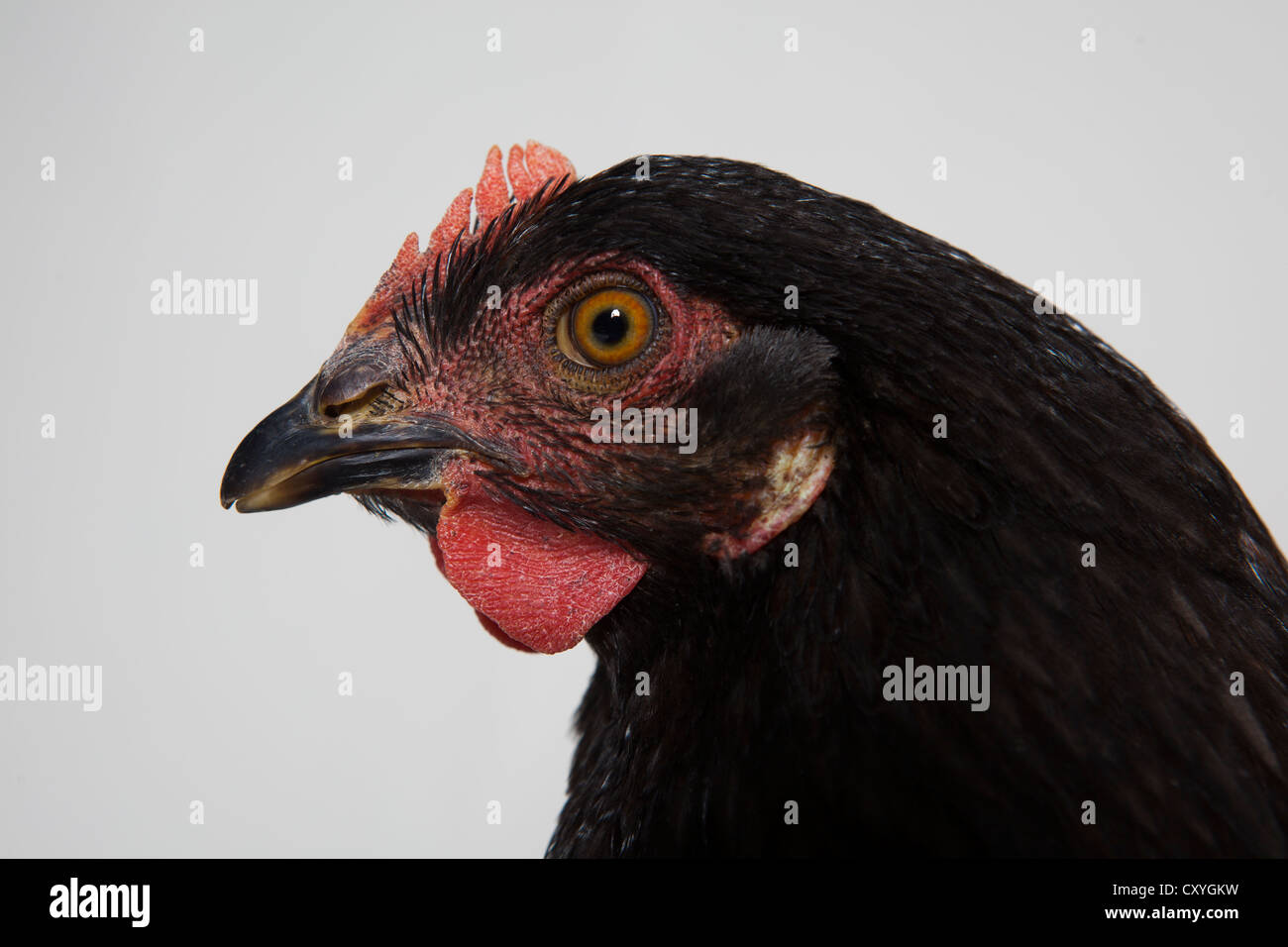 Bantam chicken face hi-res stock photography and images - Alamy