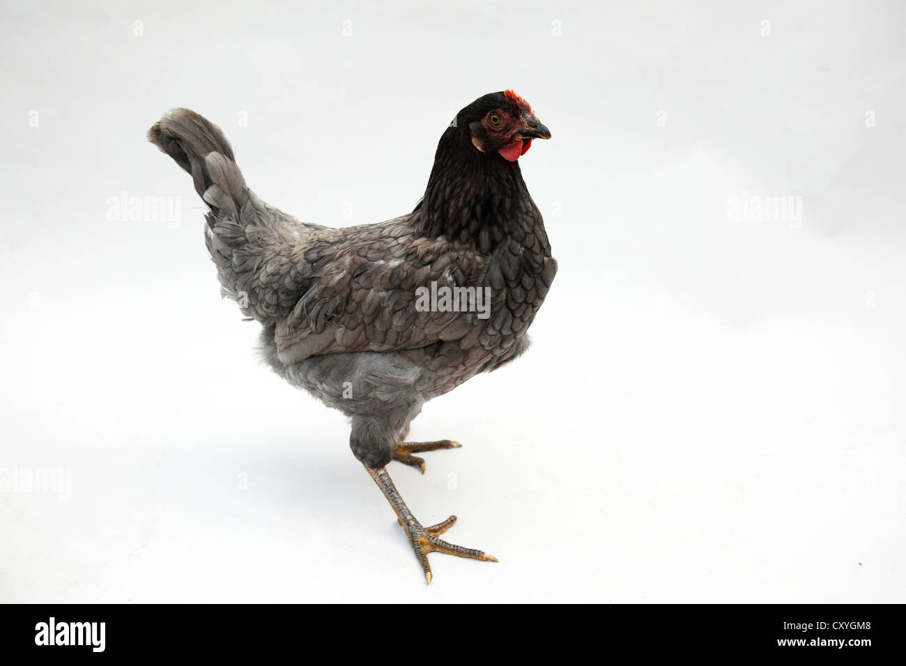 Bantam hen and chicks hi-res stock photography and images - Alamy