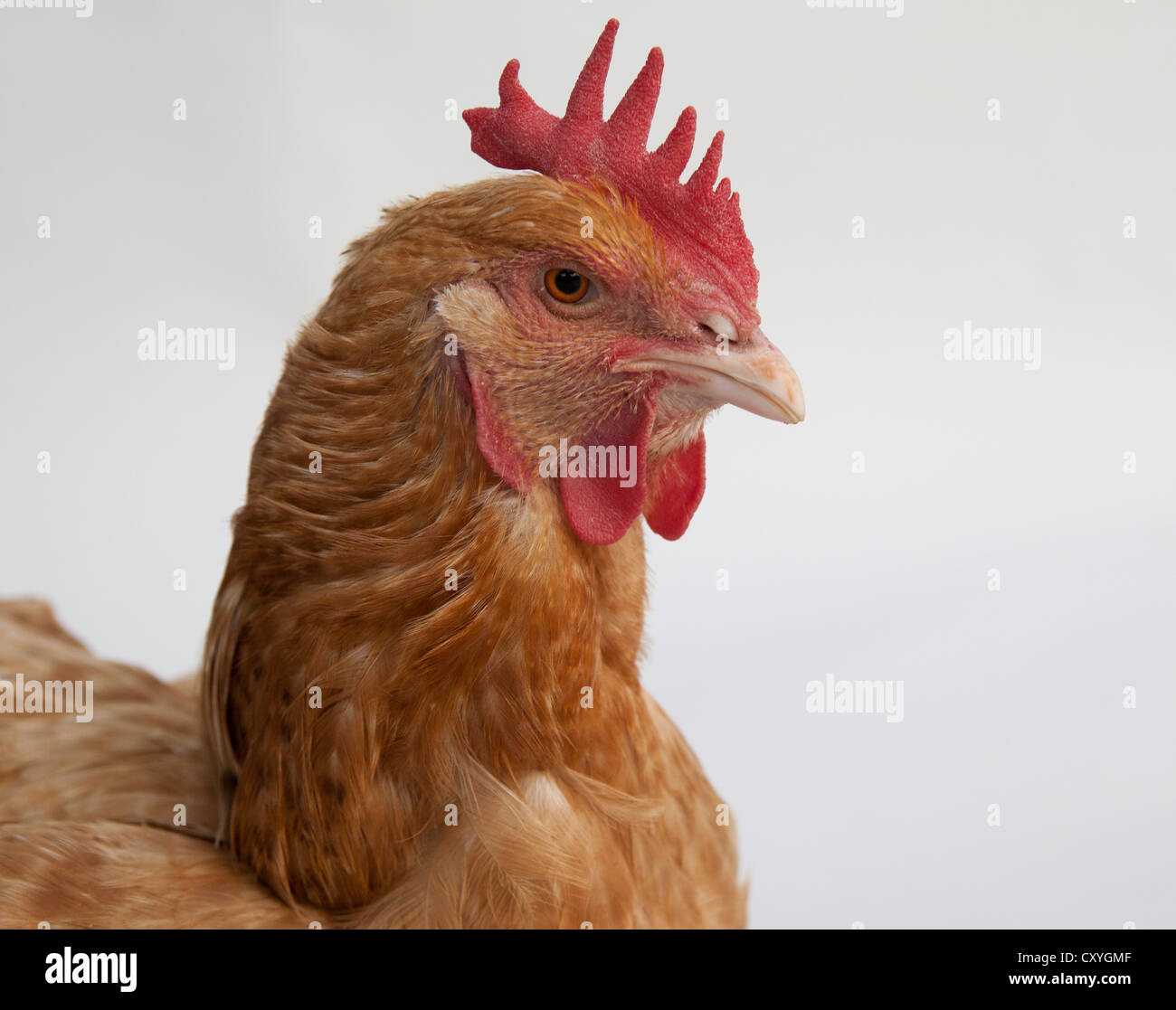 Chicken close up face hi-res stock photography and images - Alamy