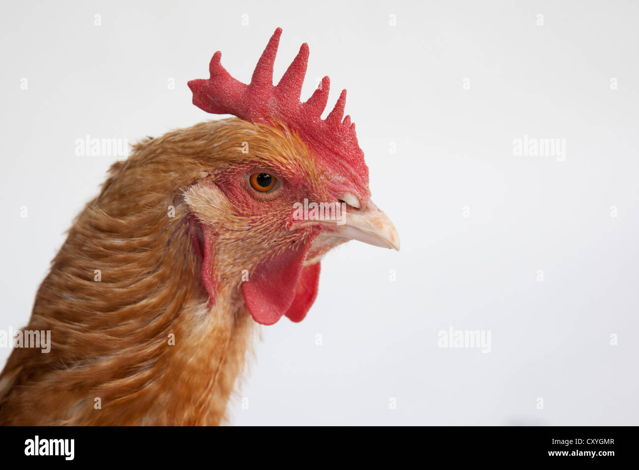 Chicken close up face hi-res stock photography and images - Alamy