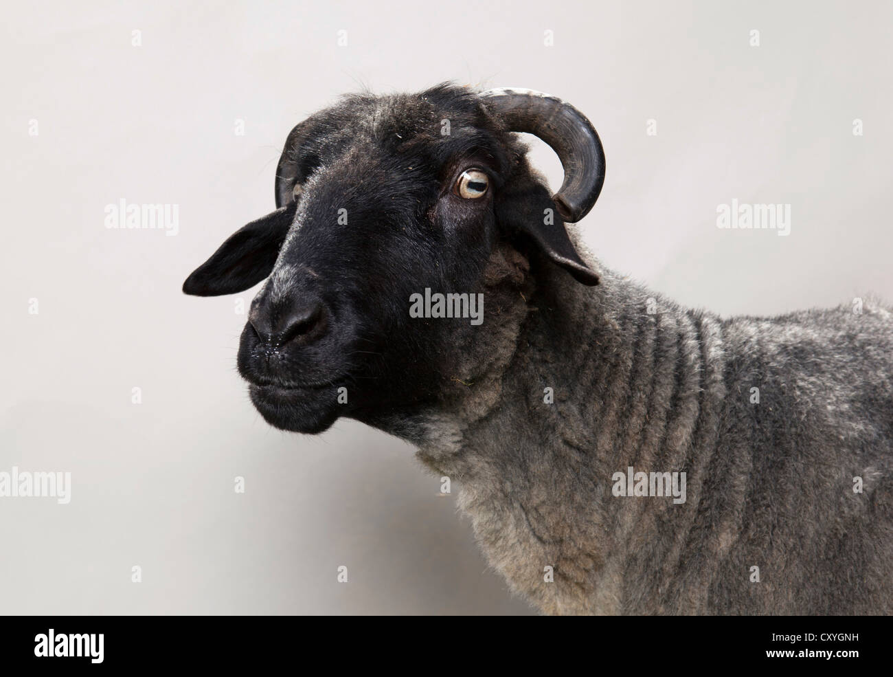 Ram portrait hi-res stock photography and images - Alamy
