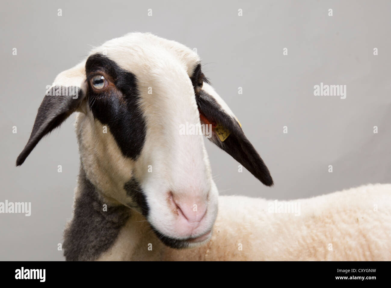Close up shots of sheep hi-res stock photography and images - Alamy