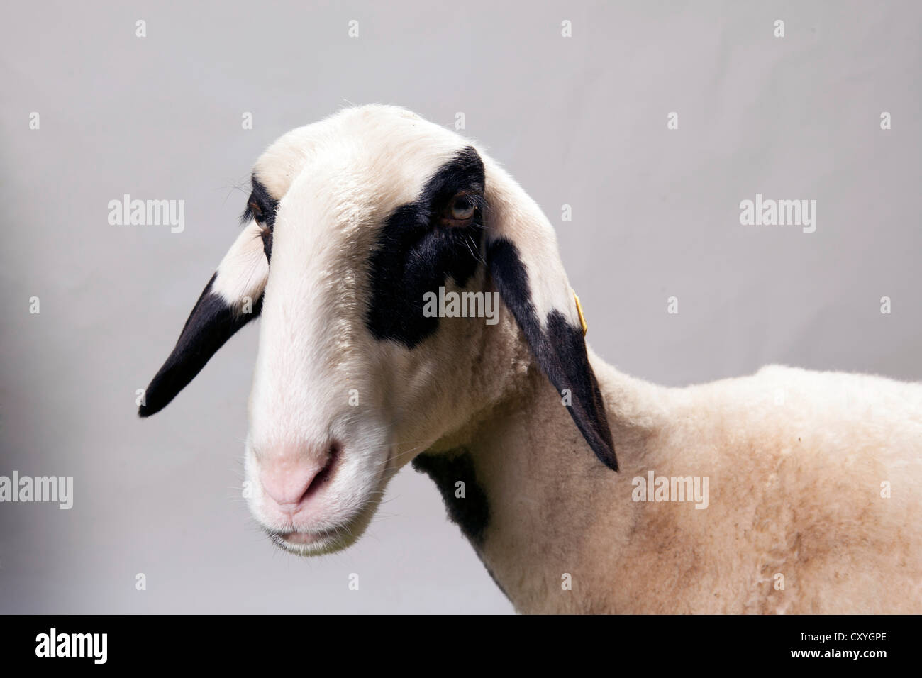 Speckled sheep hi-res stock photography and images - Alamy